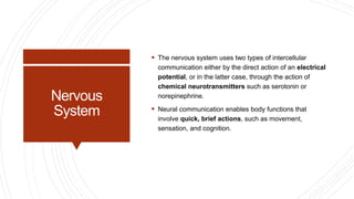 Introduction to the Endocrine System.pptx