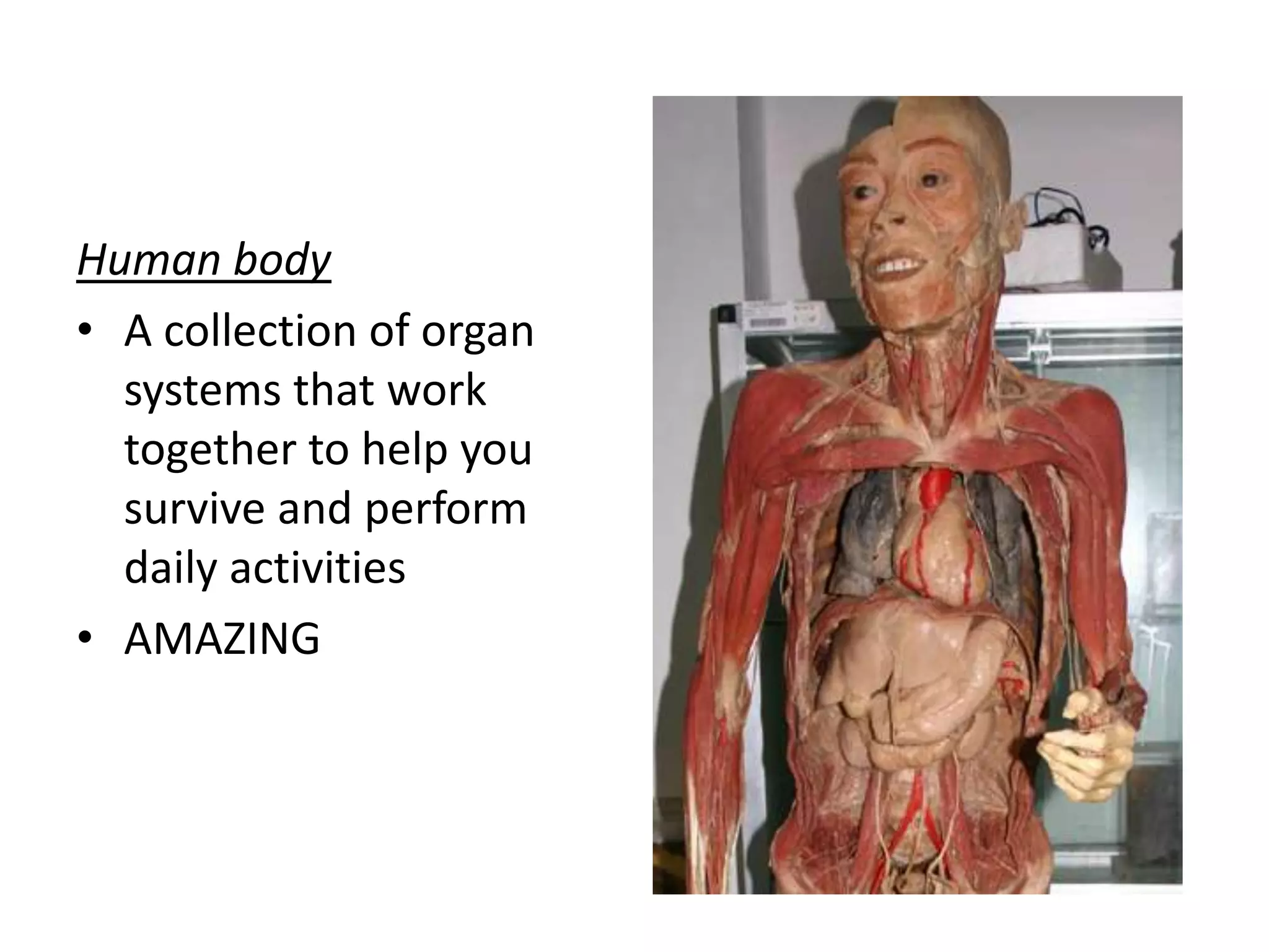 Introduction to the human body | PPT
