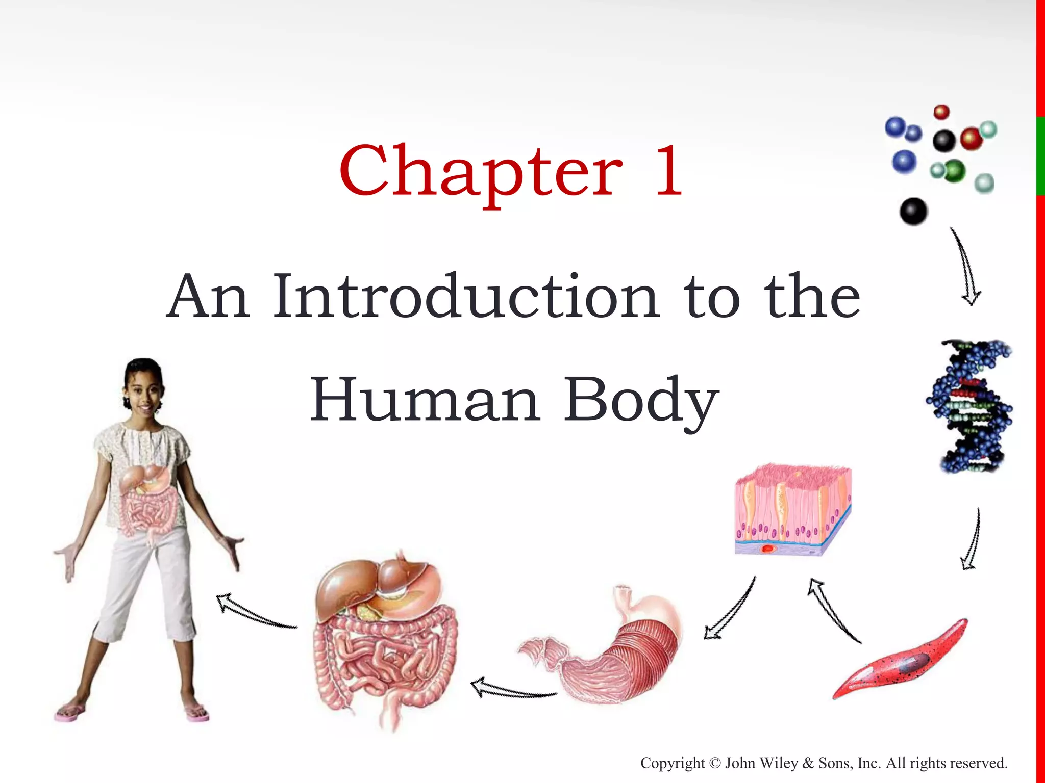 Introduction To The Human Body | PDF