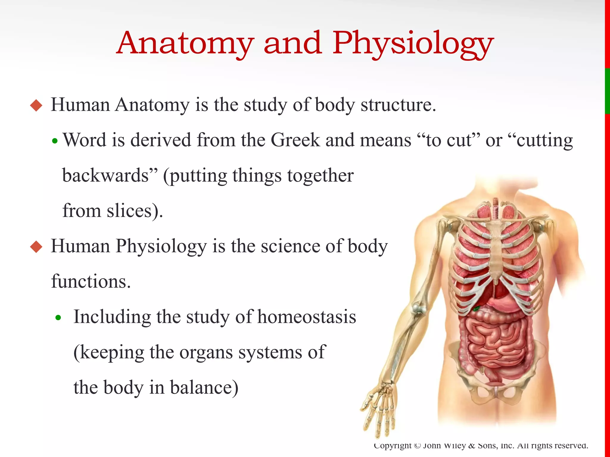 Introduction To The Human Body | PDF
