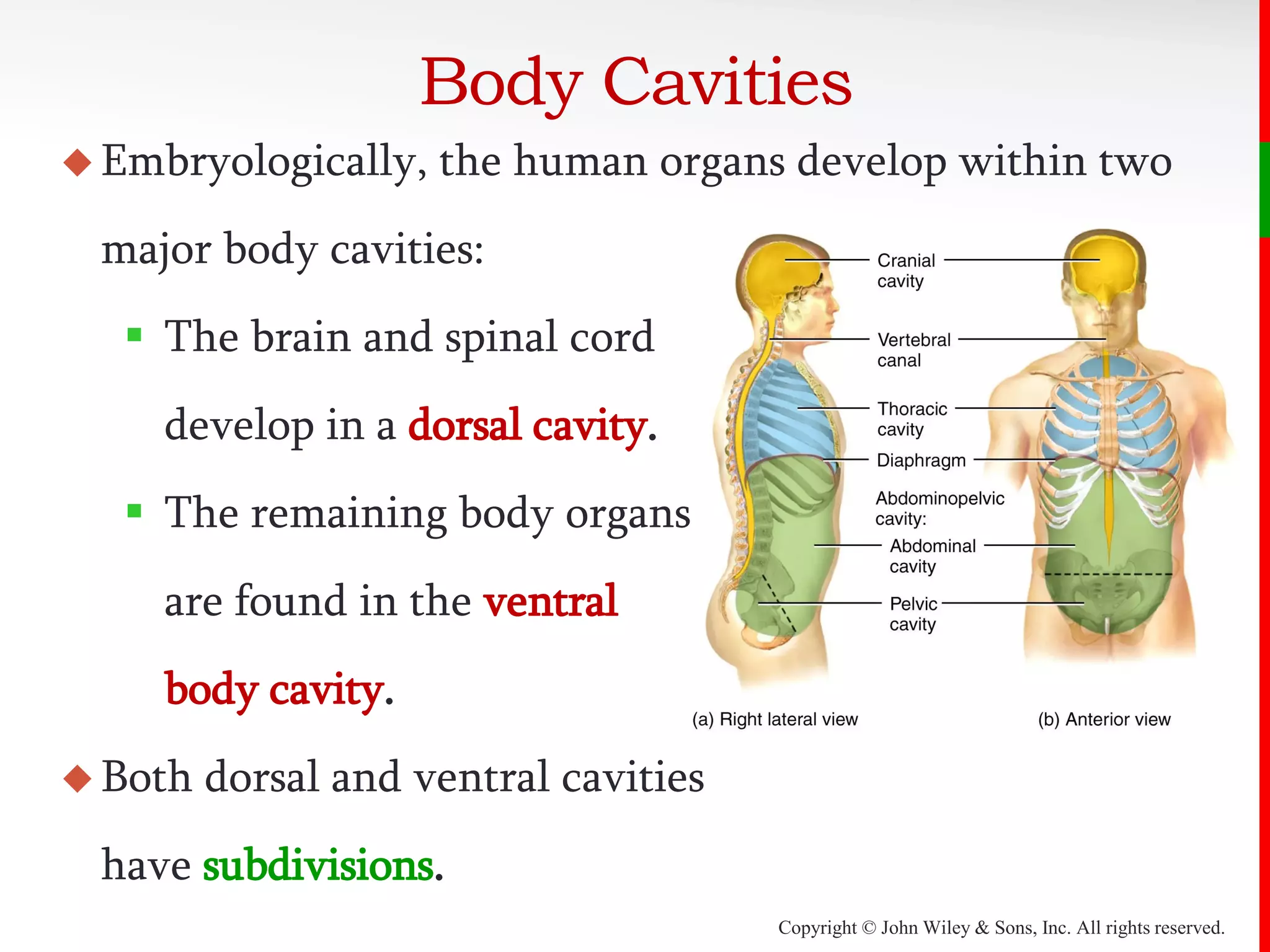 Introduction To The Human Body | PDF