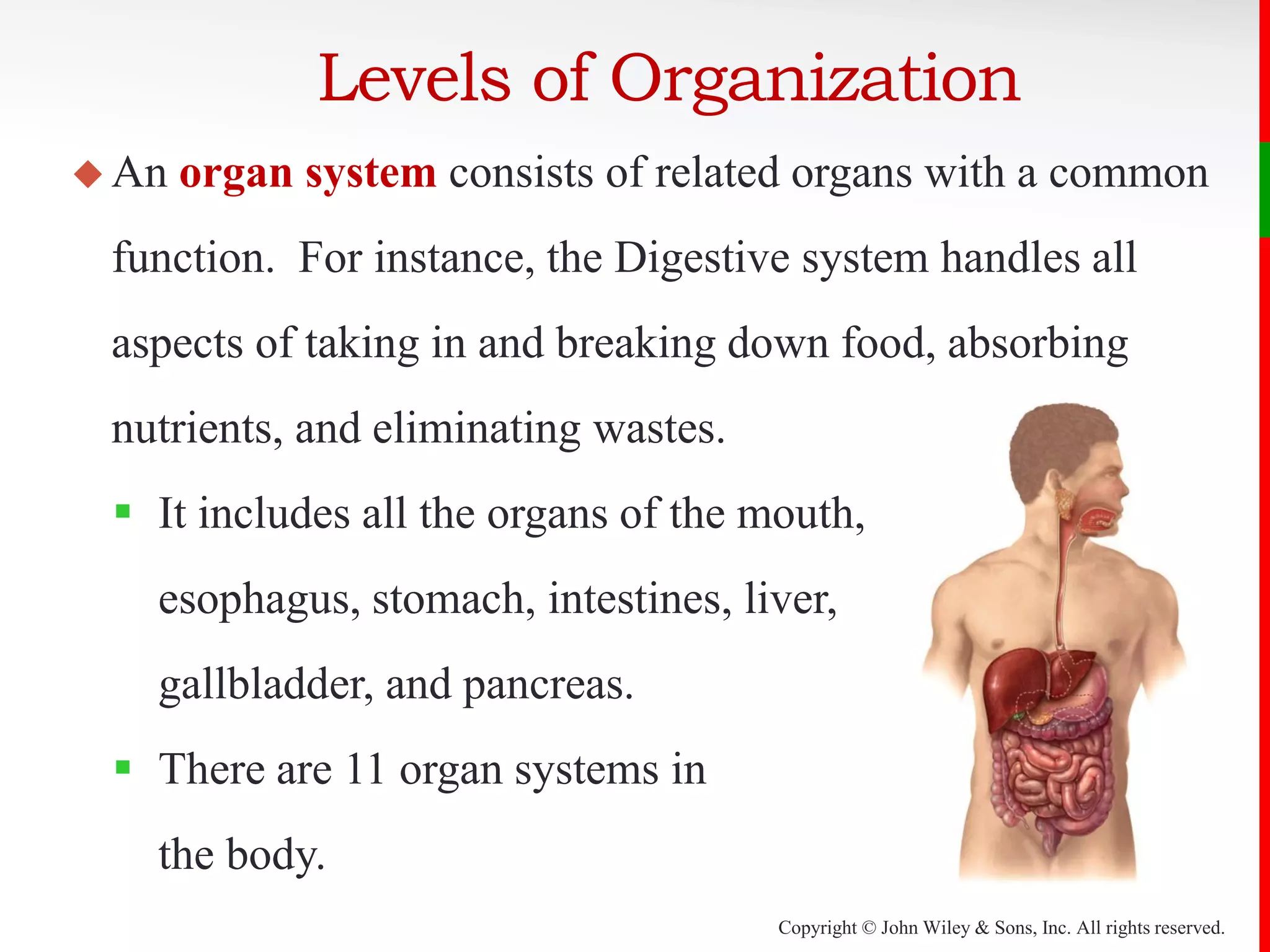 Introduction To The Human Body | PDF