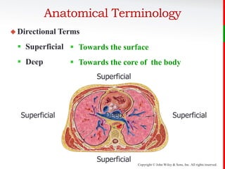 Introduction To The Human Body | PDF