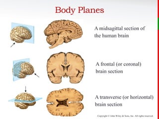 Introduction To The Human Body | PDF