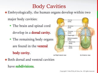 Introduction To The Human Body | PDF