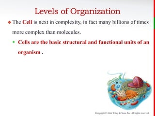 Introduction To The Human Body | PDF