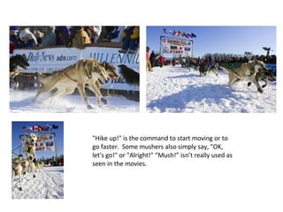 Introduction To The Iditarod | PPT