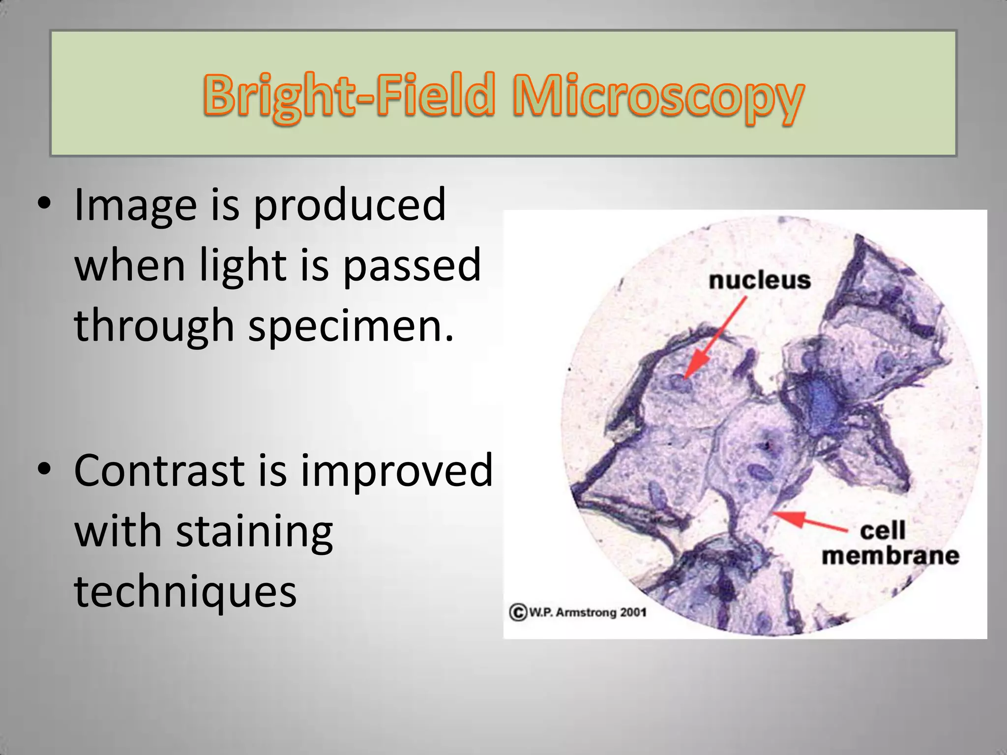 Introduction to the light microscope | PPTX