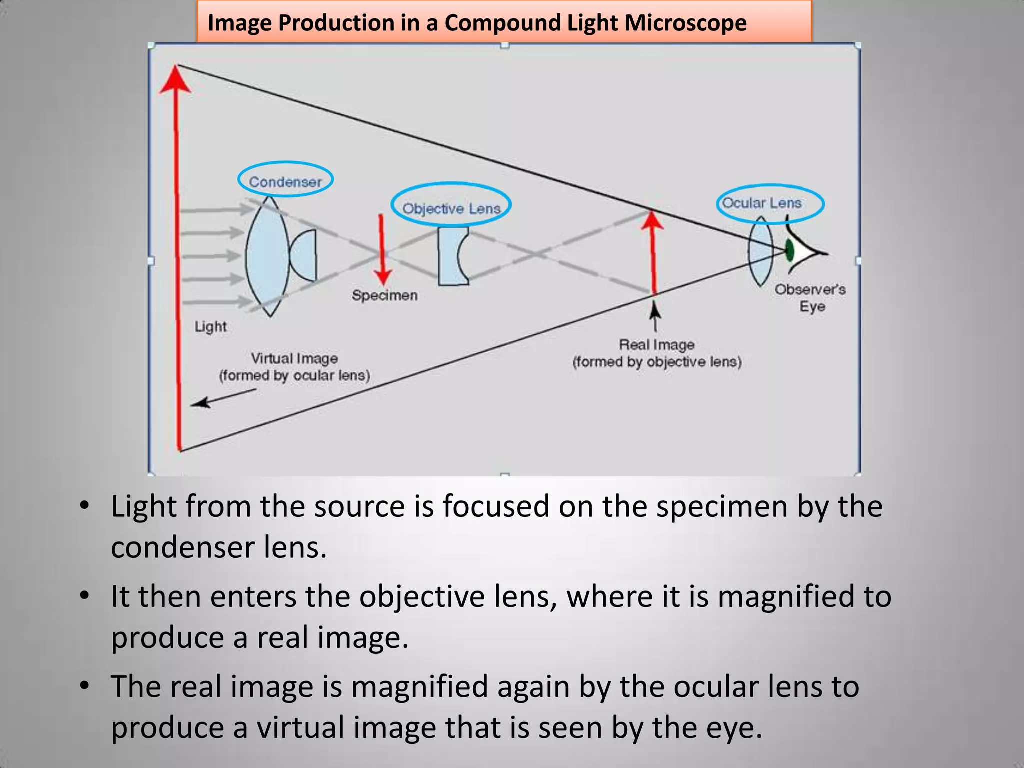 Introduction to the light microscope | PPTX | Photography | Arts and Crafts