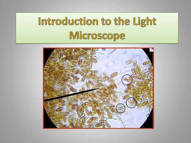 Introduction to the light microscope | PPTX | Photography | Arts and Crafts