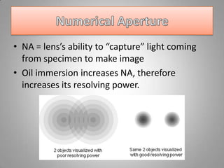 Introduction to the light microscope | PPTX