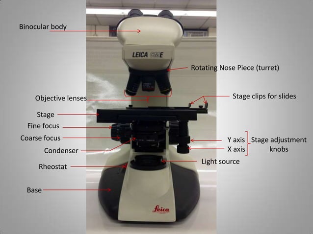 Introduction to the light microscope | PPTX | Photography | Arts and Crafts