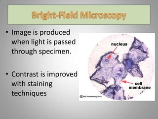 Introduction to the light microscope | PPTX