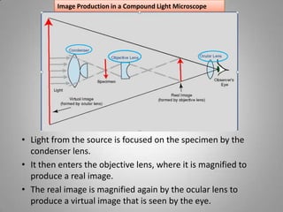 Introduction to the light microscope | PPTX