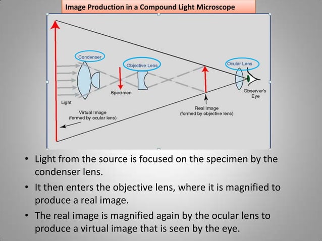 Introduction to the light microscope | PPTX | Photography | Arts and Crafts