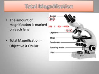 Introduction to the light microscope | PPTX