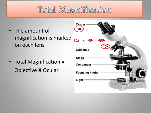 Introduction to the light microscope | PPTX | Photography | Arts and Crafts