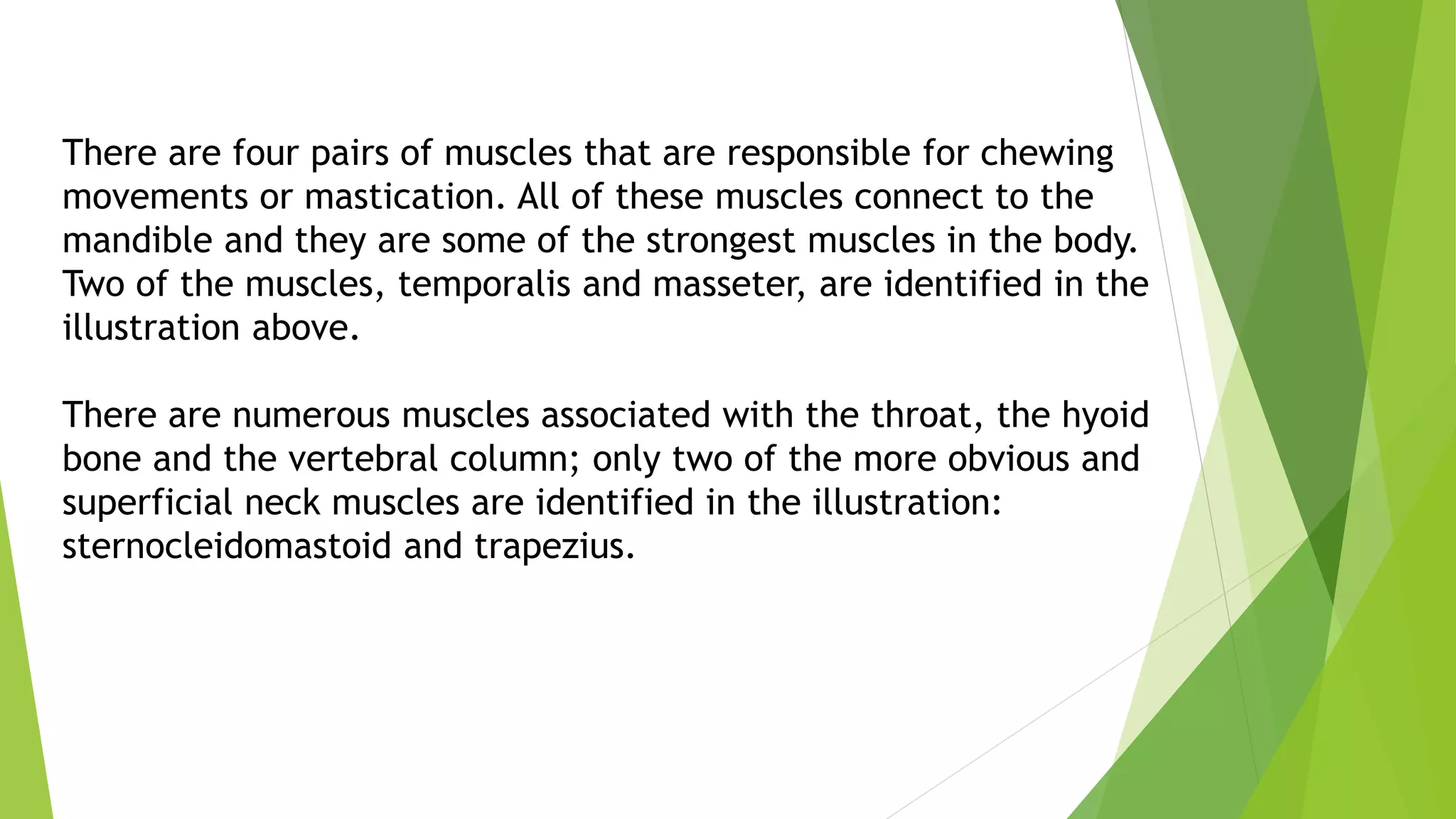 Introduction to the muscular system | PPT