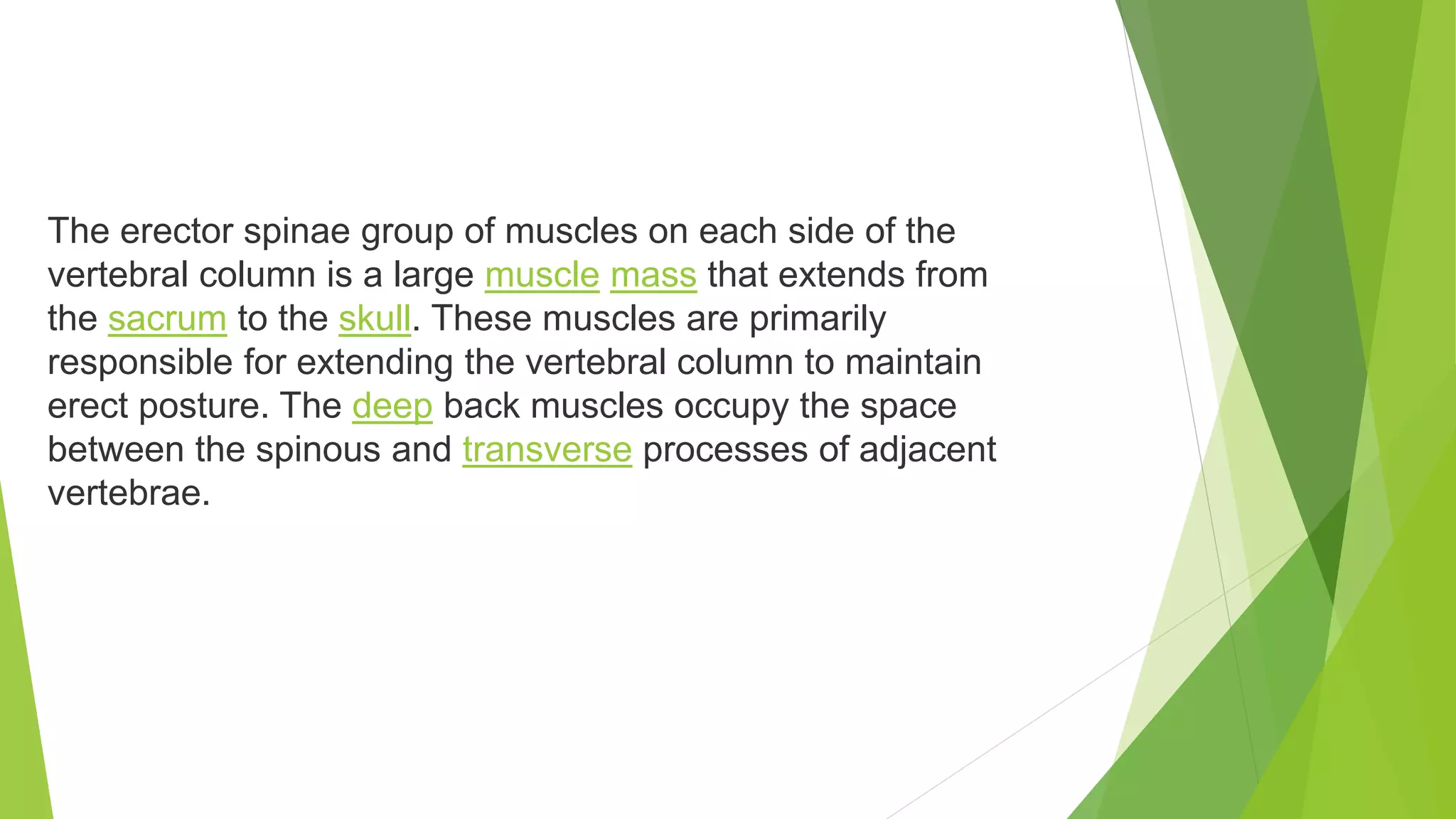 Introduction to the muscular system | PPT