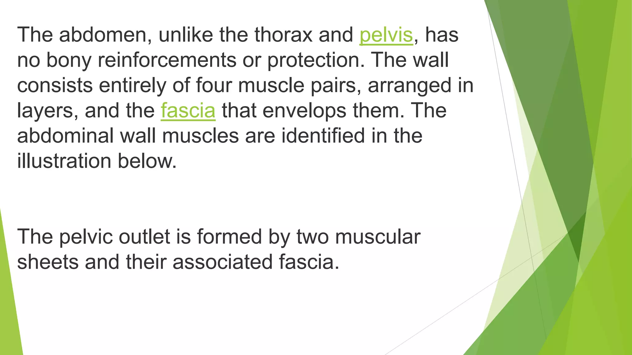 Introduction to the muscular system | PPT