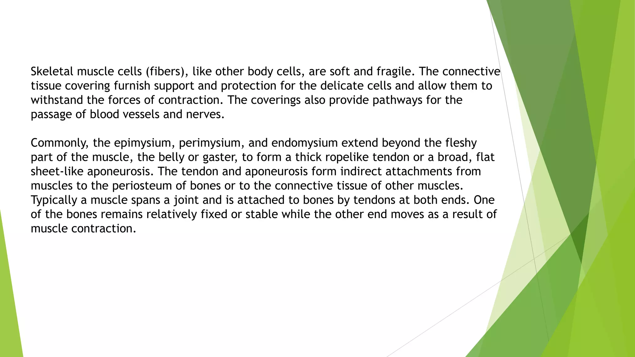 Introduction to the muscular system | PPTX