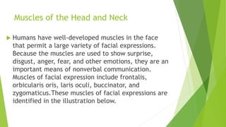 Introduction to the muscular system | PPTX