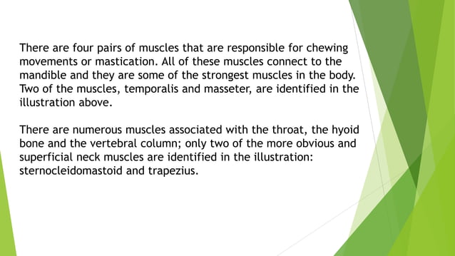 Introduction to the muscular system | PPT
