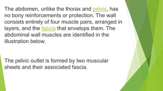 Introduction to the muscular system | PPTX