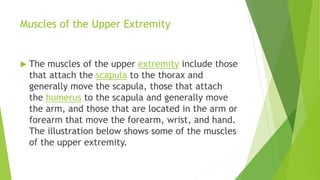 Introduction to the muscular system | PPTX