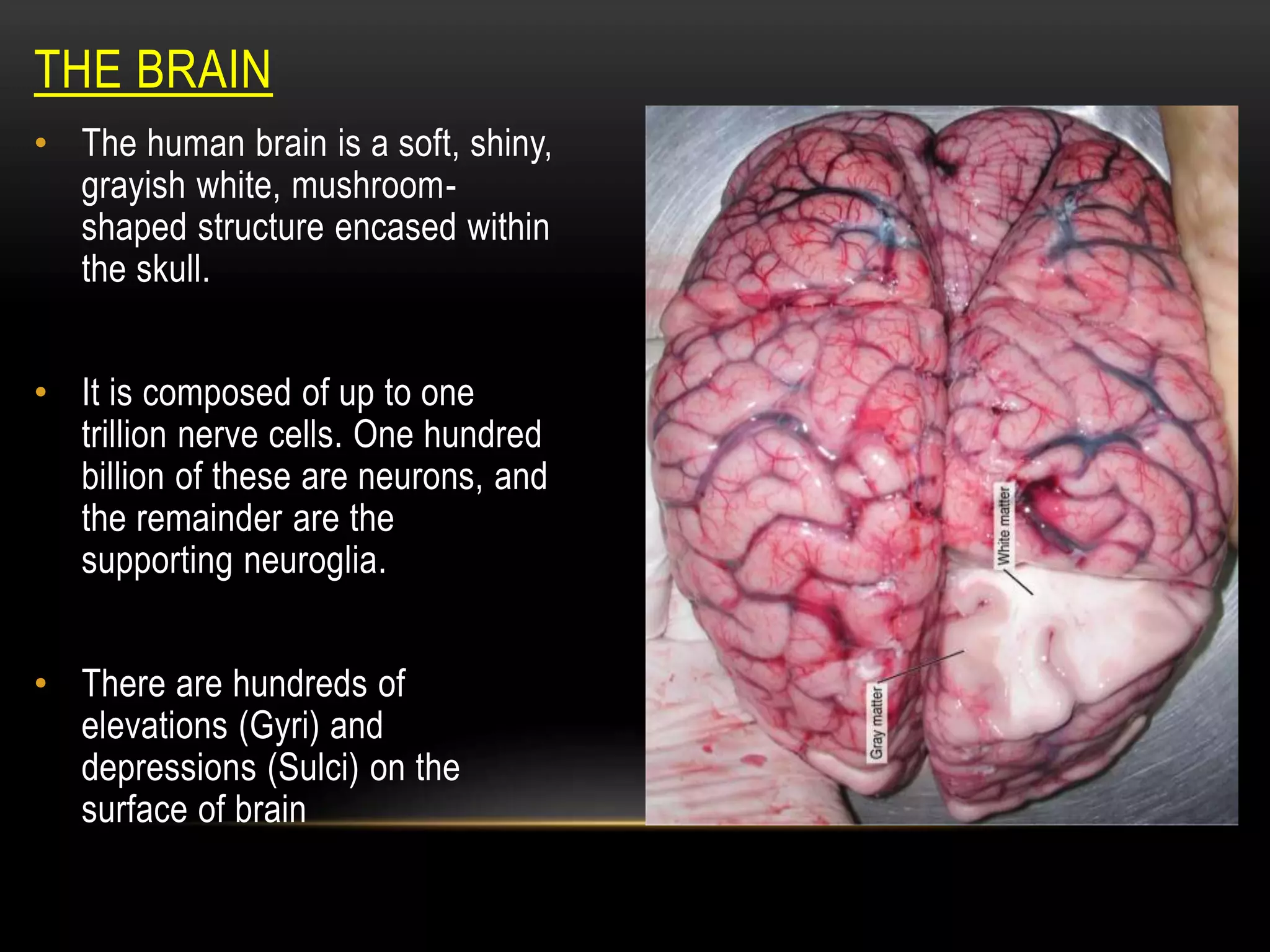 Introduction to the nervous system | PPTX