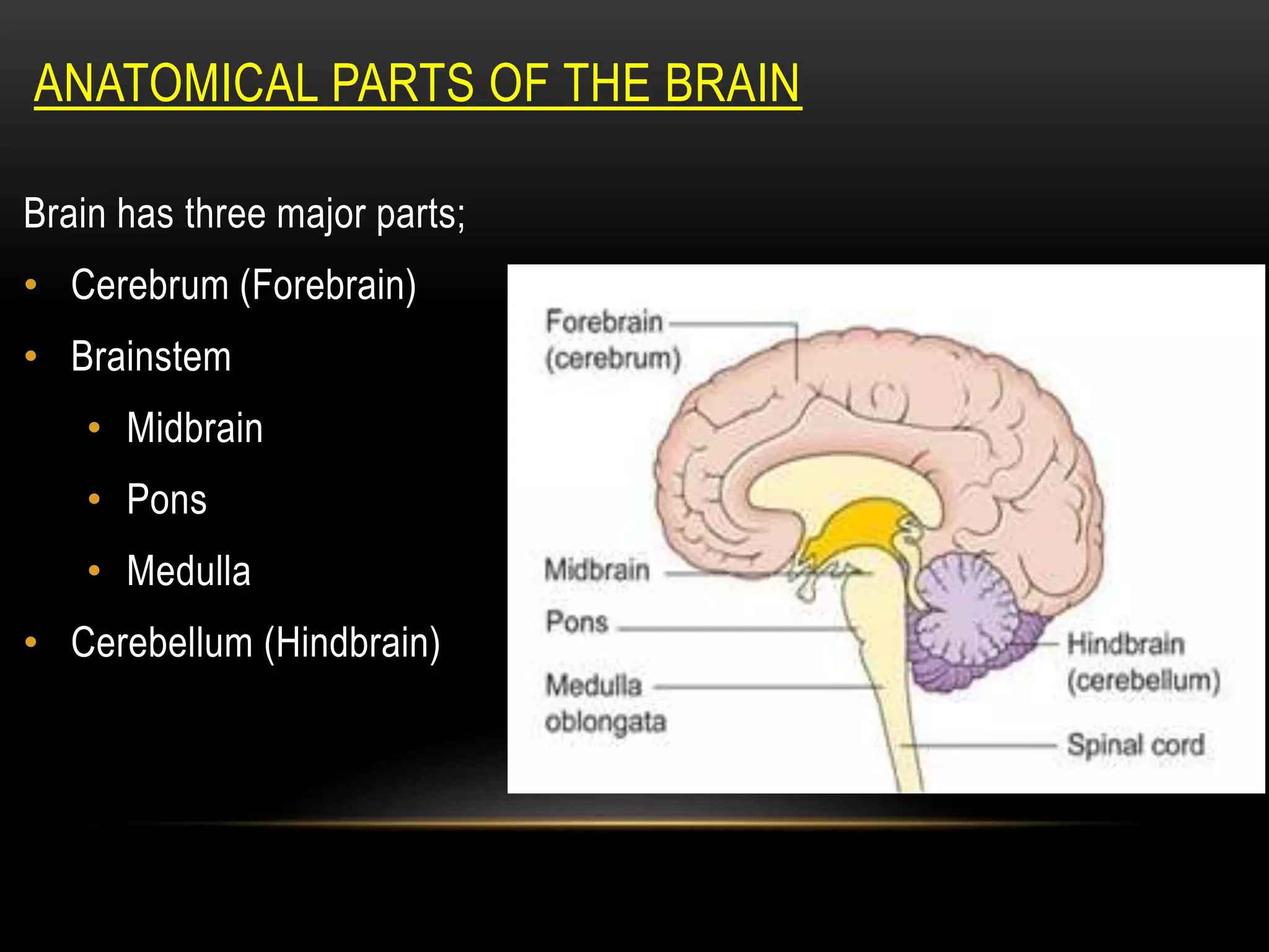 Introduction to the nervous system | PPTX