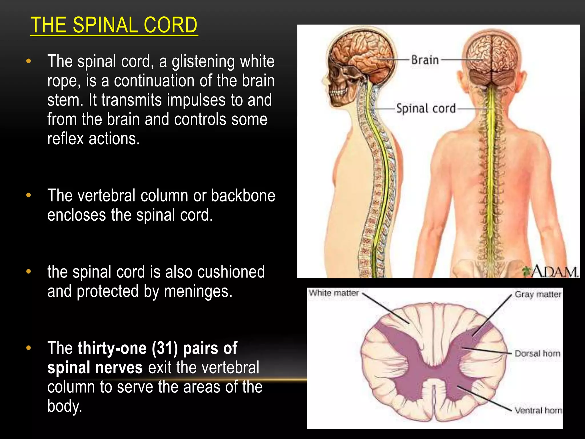 Introduction to the nervous system | PPTX
