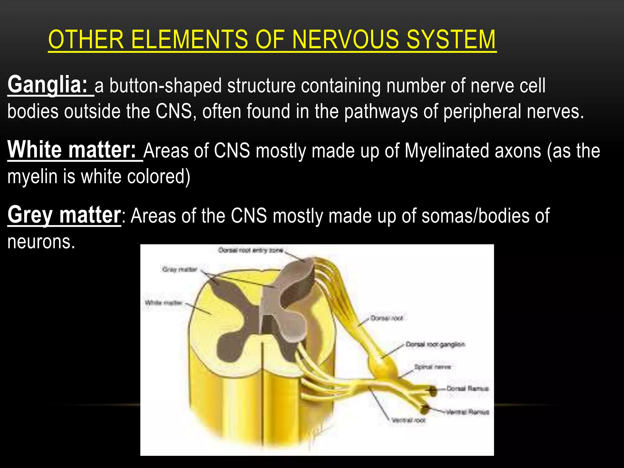 Introduction to the nervous system | PPTX