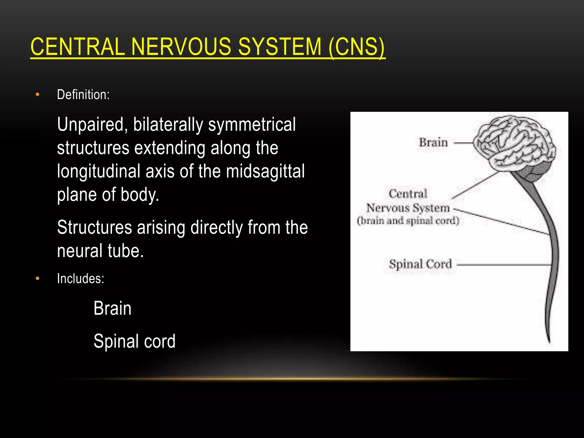 Introduction to the nervous system | PPTX