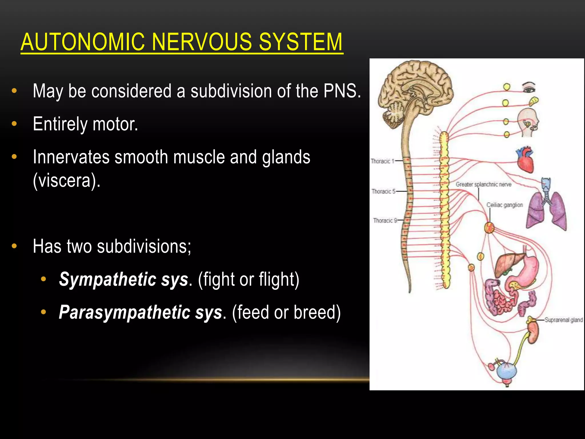 Introduction to the nervous system | PPTX