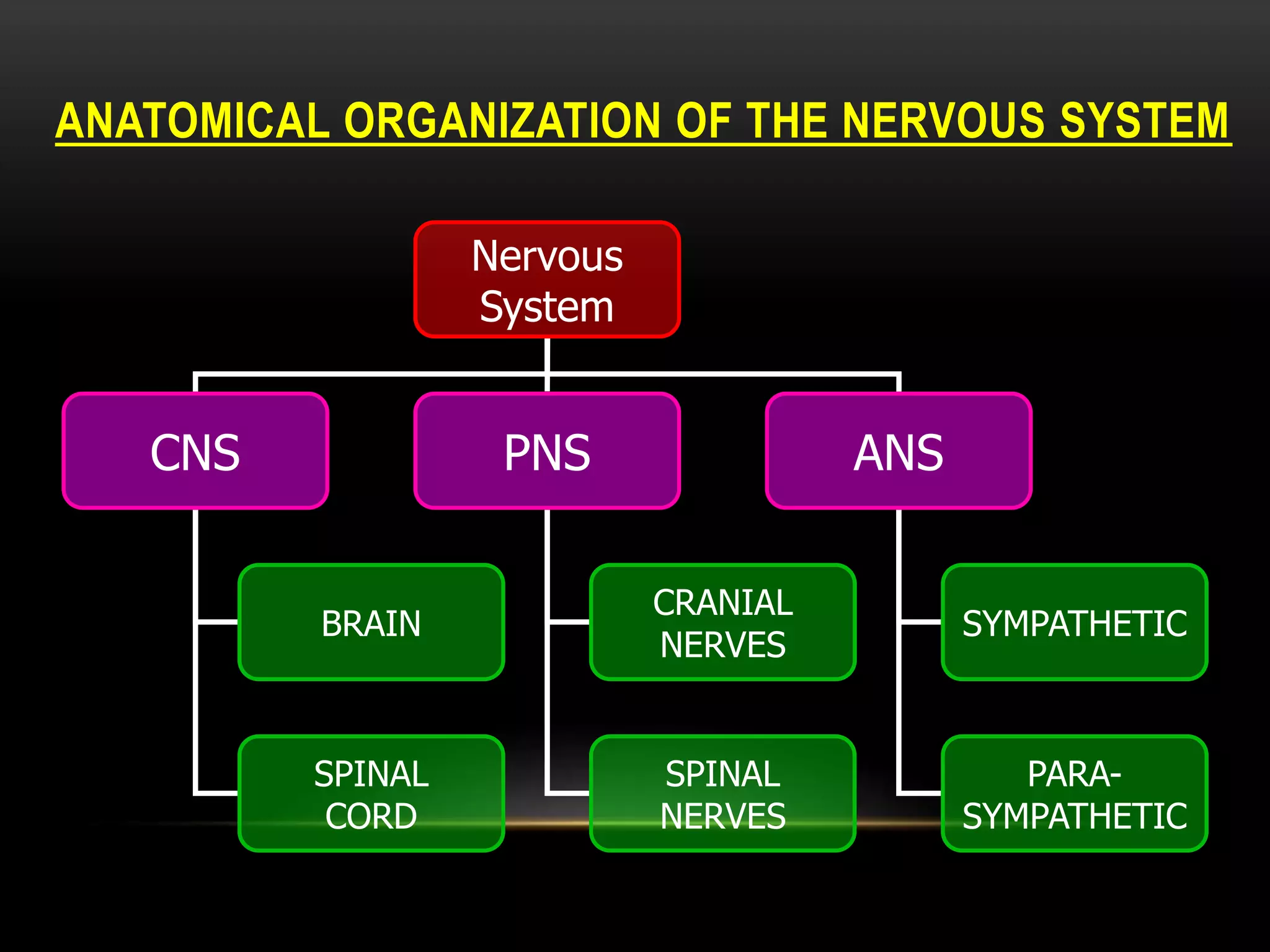 Introduction To The Nervous System Pptx