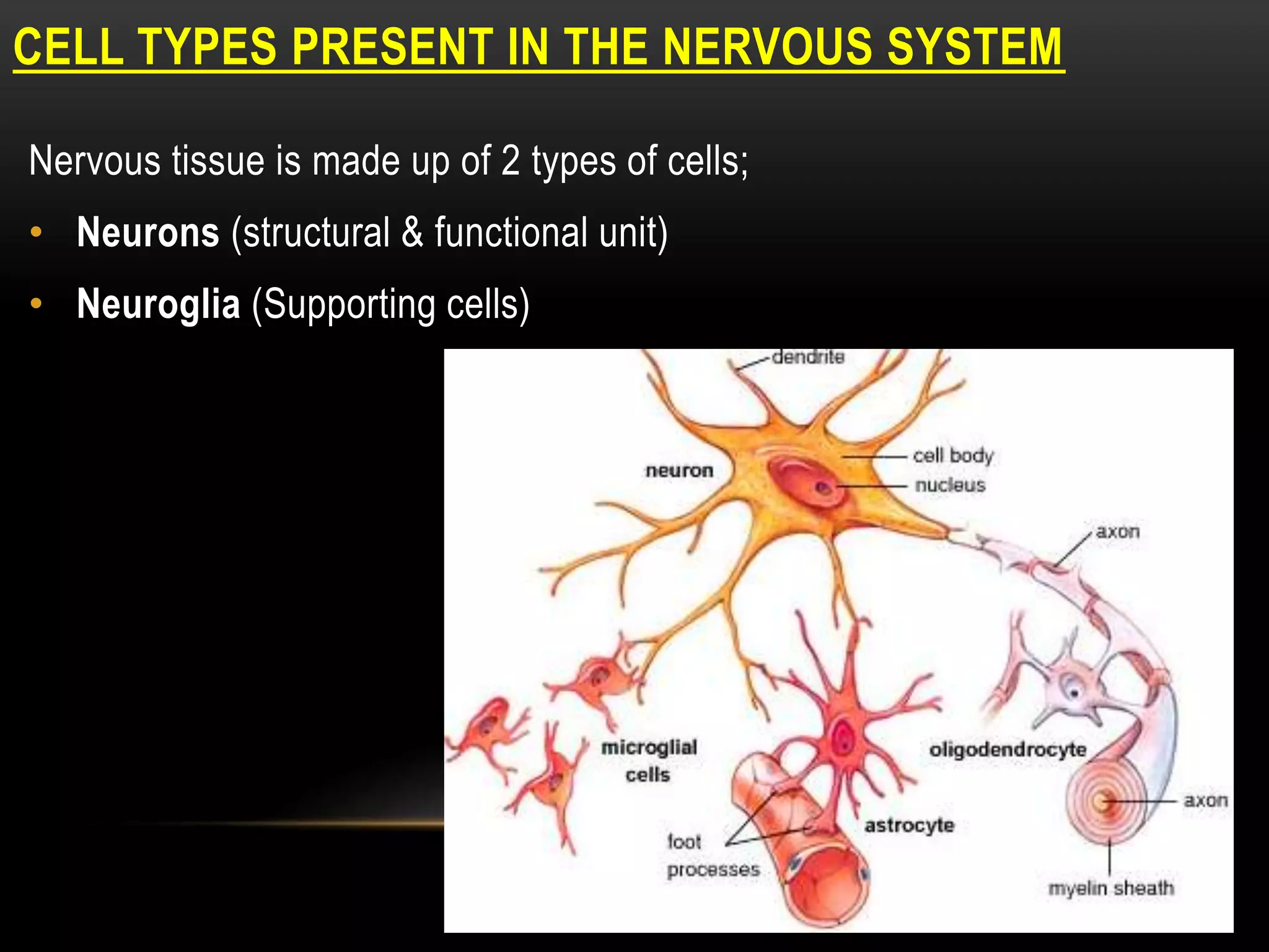 Introduction to the nervous system | PPTX