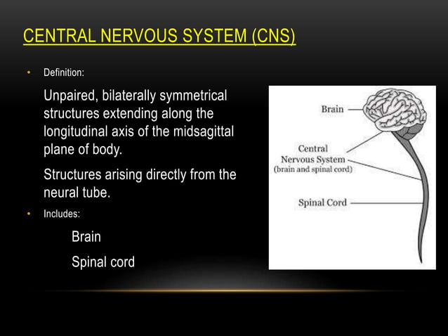 Introduction to the nervous system | PPTX | Brain and Nervous System ...