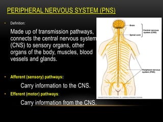 Introduction to the nervous system | PPTX
