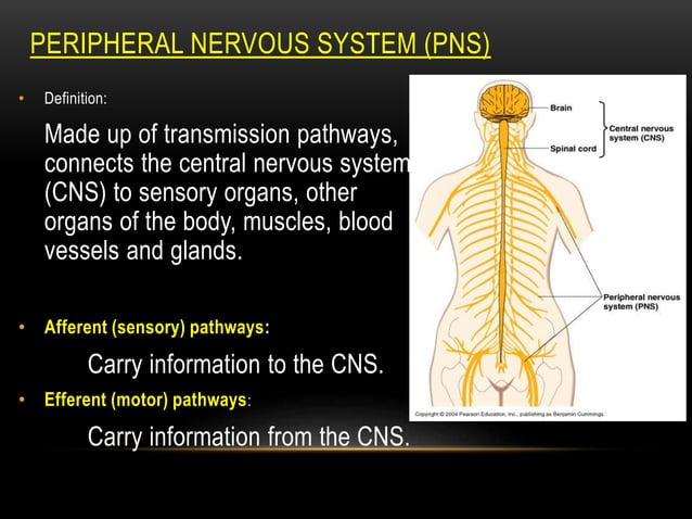 Introduction to the nervous system | PPTX | Brain and Nervous System ...