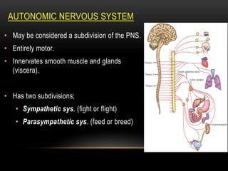 Introduction to the nervous system | PPTX