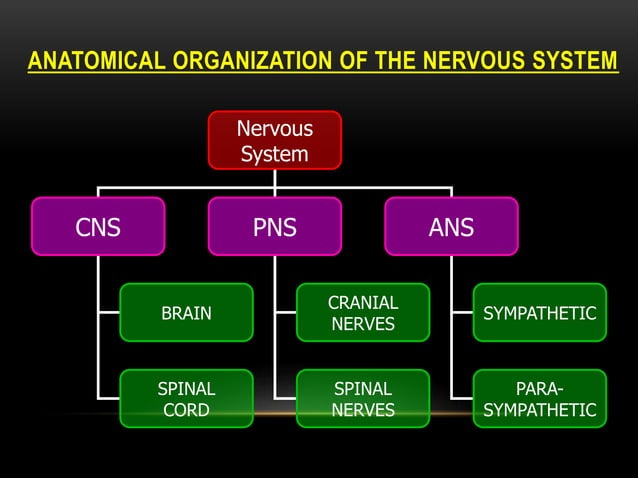 Introduction to the nervous system | PPTX | Brain and Nervous System ...