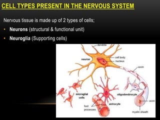 Introduction to the nervous system | PPTX