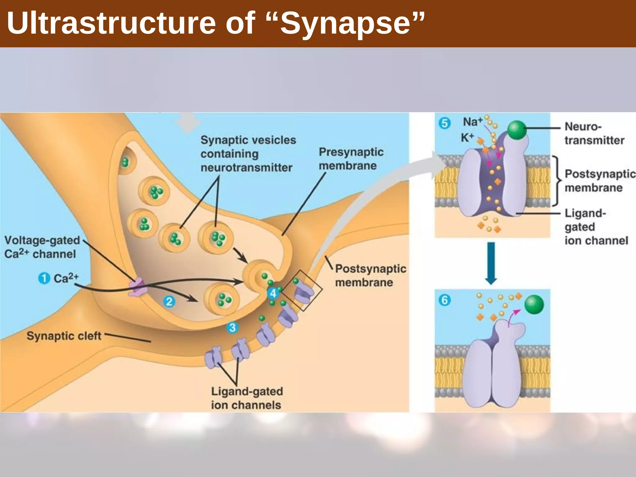 Introduction to the Nervous System : by Dr. Zobayer | PPT