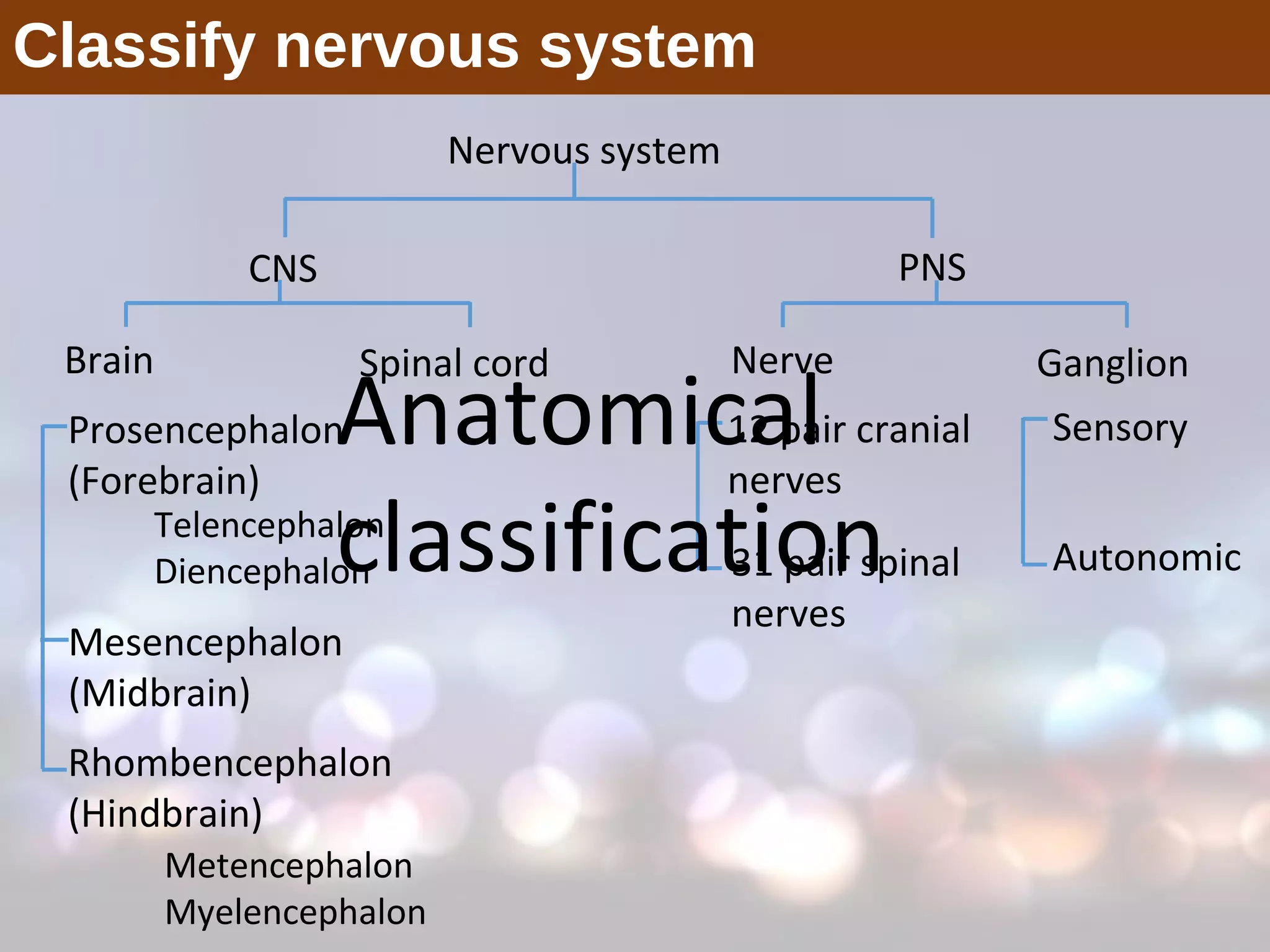Introduction to the Nervous System : by Dr. Zobayer | PPT