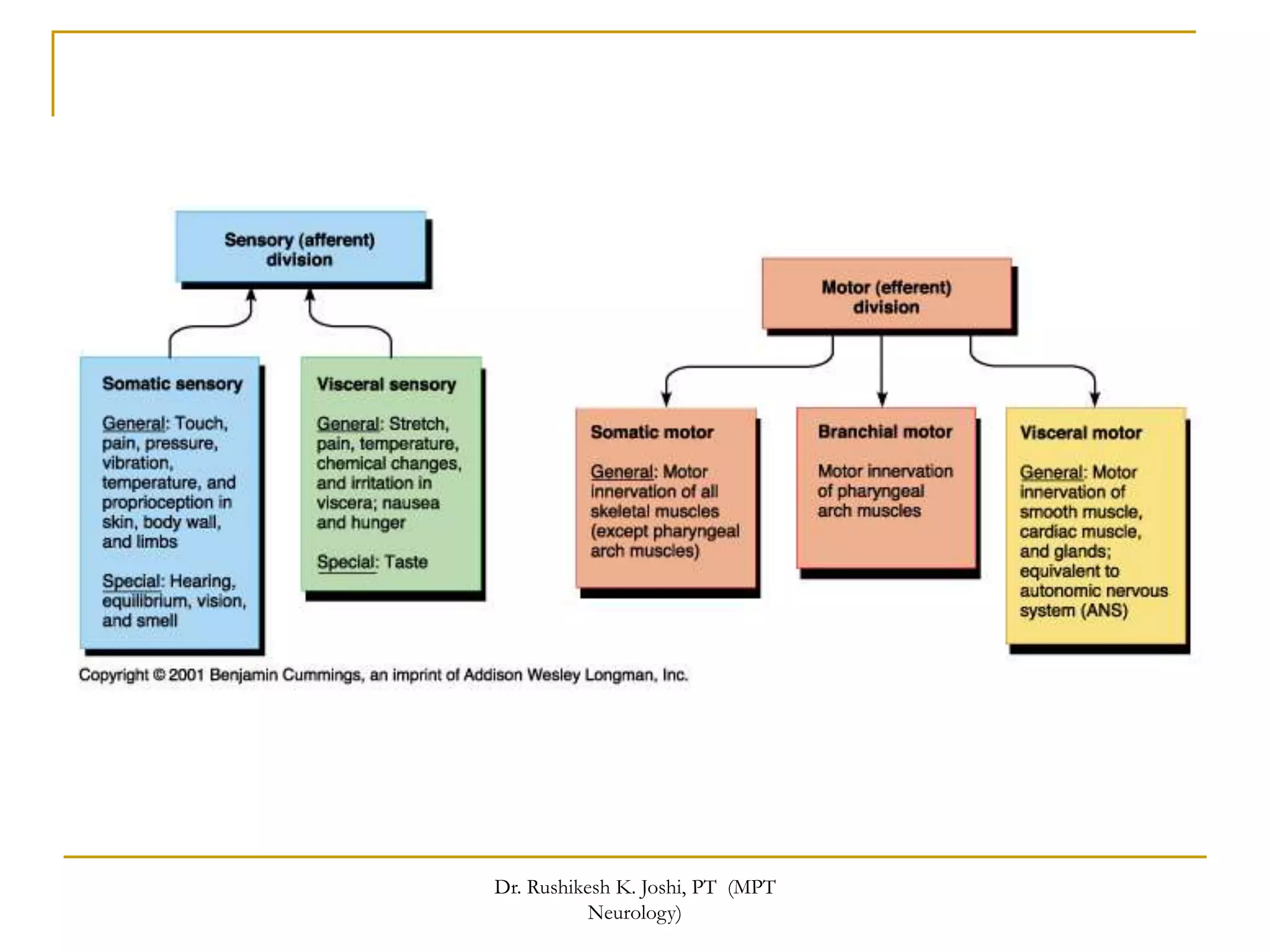 Introduction to the nervous system | PPT
