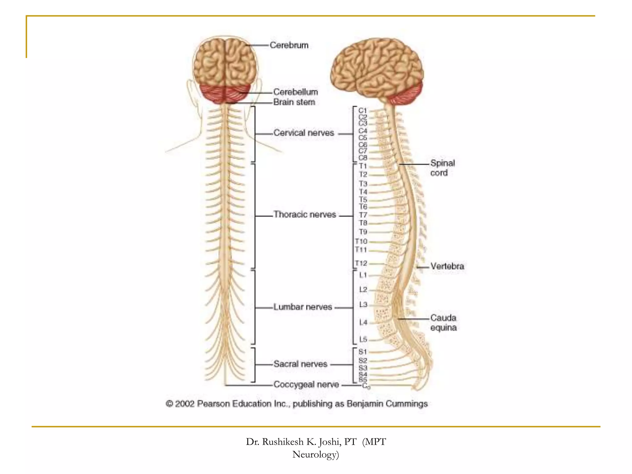 Introduction to the nervous system | PPT