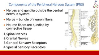 Introduction to the Nervous System.pptx