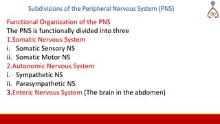 Introduction to the Nervous System.pptx