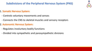 Introduction to the Nervous System.pptx